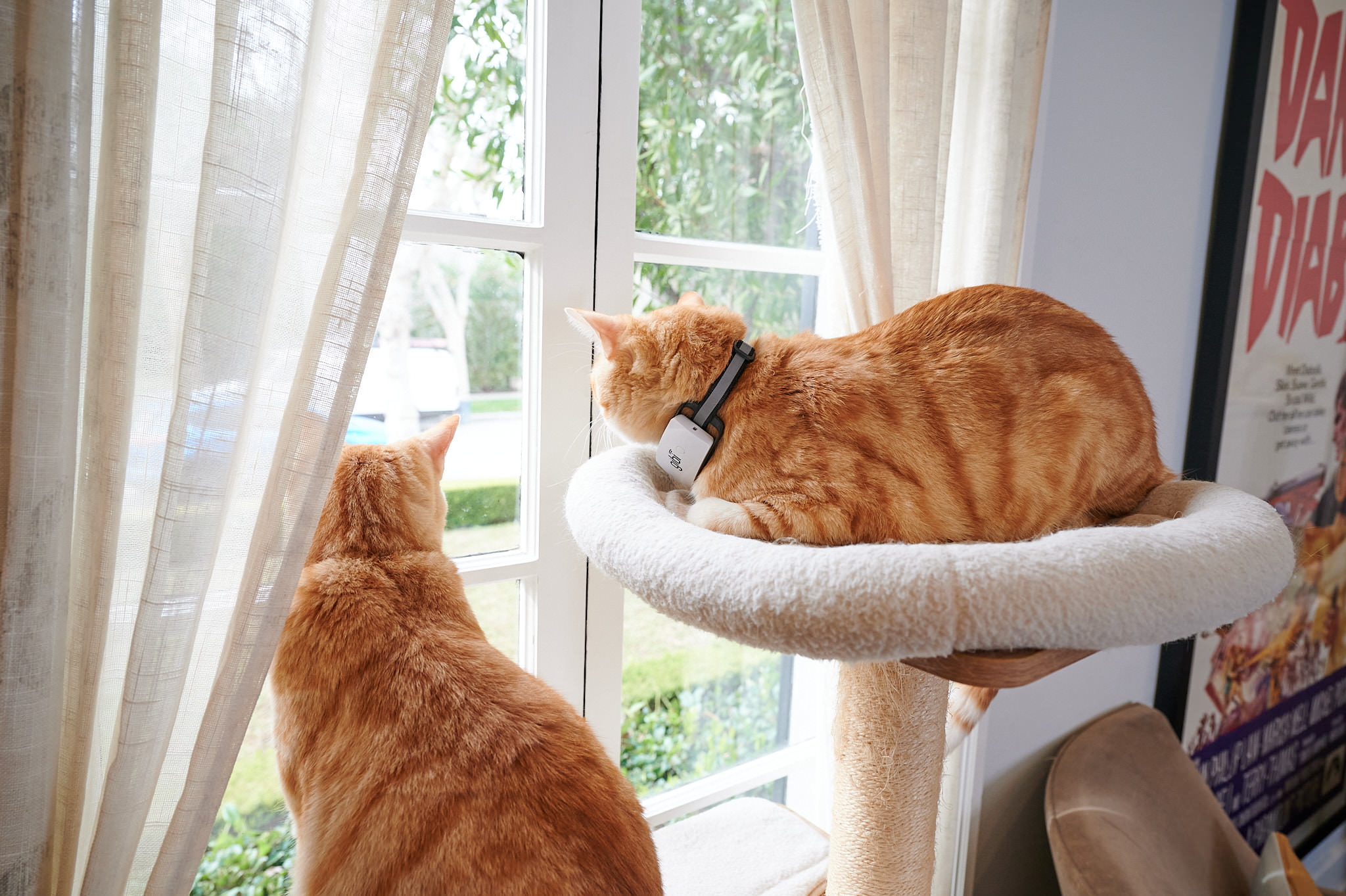 Gibi GPS Pet Tracker - Gibi Pet GPS Tracking