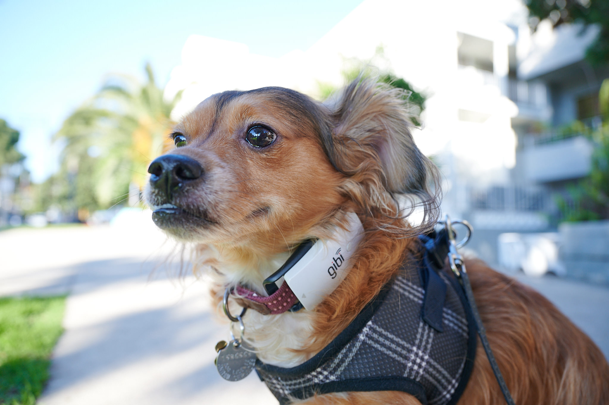 Gibi Hardware Warranty - Gibi Pet GPS Tracking